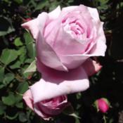 Rose (Rosa 'Pretty Jessica') in the Roses Database - Garden.org