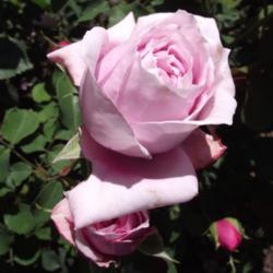 Rose (Rosa 'Pretty Jessica') in the Roses Database - Garden.org