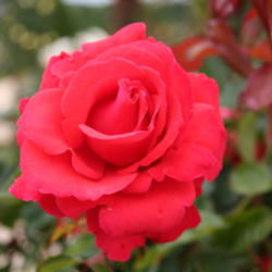 Rose (Rosa 'Kanegem') in the Roses Database - Garden.org