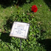 Photo of the entire plant of Rose (Rosa 'Scarlet Knight') posted by ...