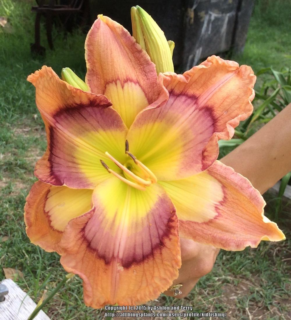 Photo of the bloom of Daylily (Hemerocallis 'Texas Kaleidoscope') posted by kidfishing - Garden.org