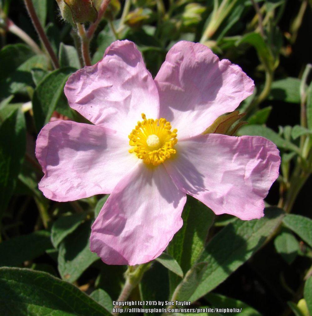 Rock Rose (Cistus 'Silver Pink') in the Rockroses Database - Garden.org