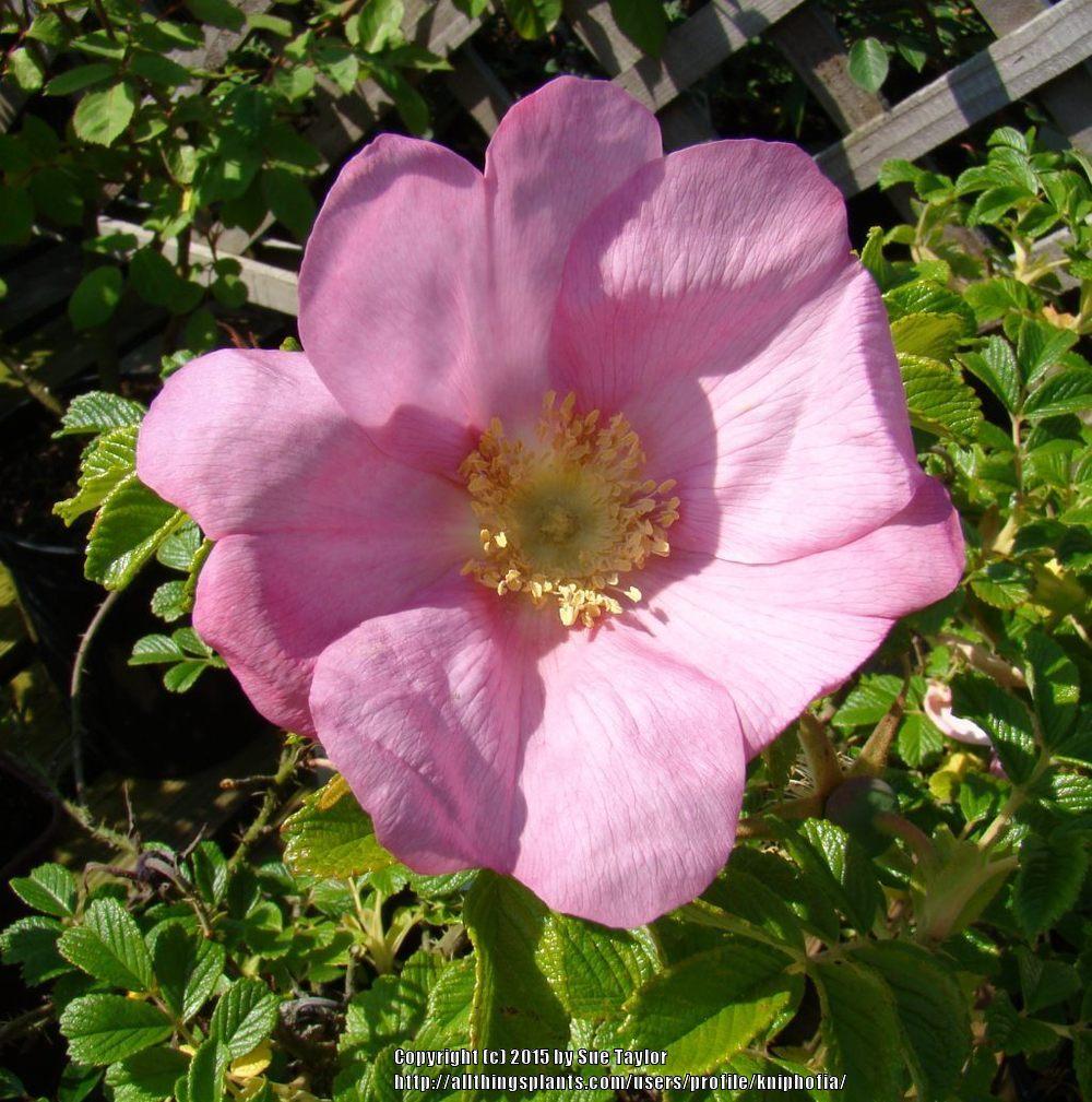 Photo of the bloom of Rose (Rosa 'Dagmar Hastrup') posted by kniphofia ...