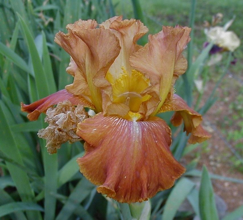 Tall Bearded Iris (Iris 'Rusty Magnificence') in the Irises Database ...