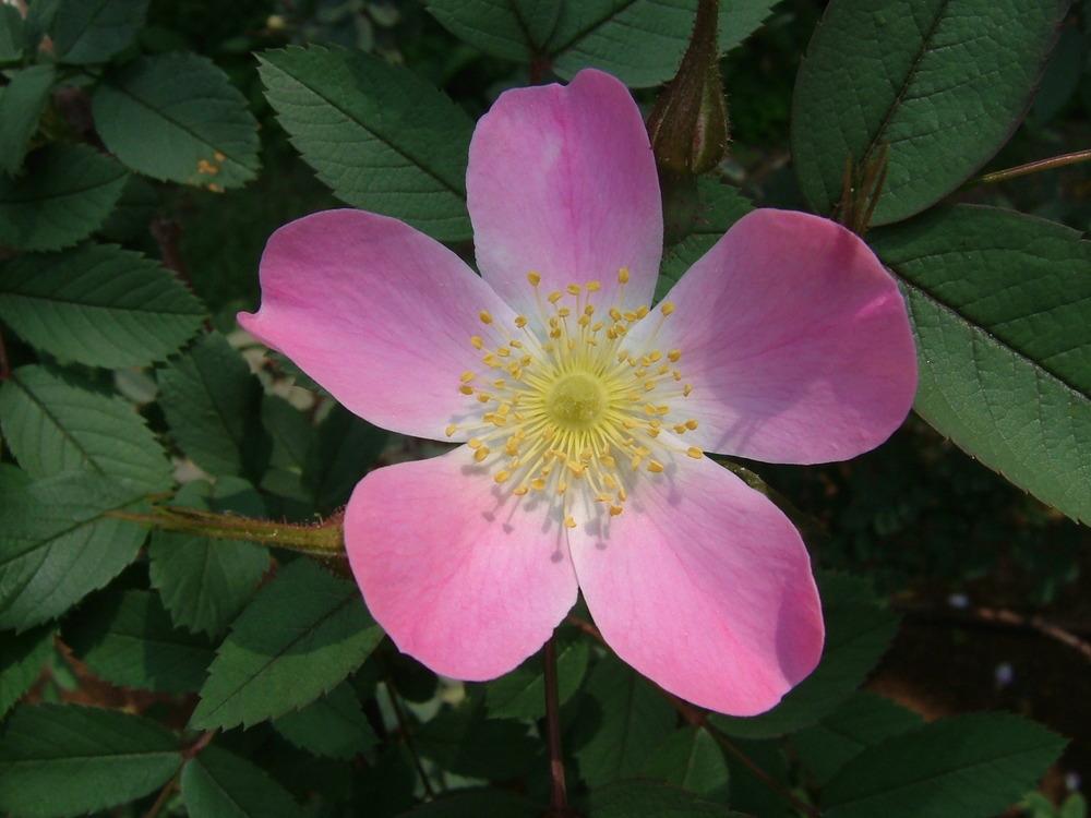 Photo of the bloom of Red Leaf Rose (Rosa glauca) posted by admin ...