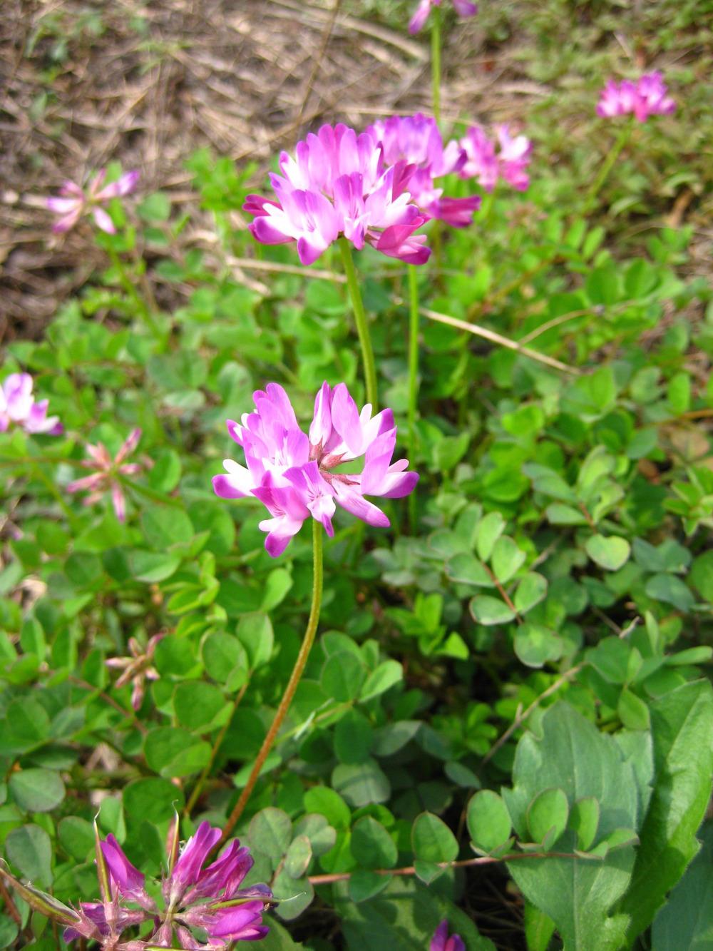 Chinese Milk Vetch (Astragalus sinicus) in the Astragaluses Database ...