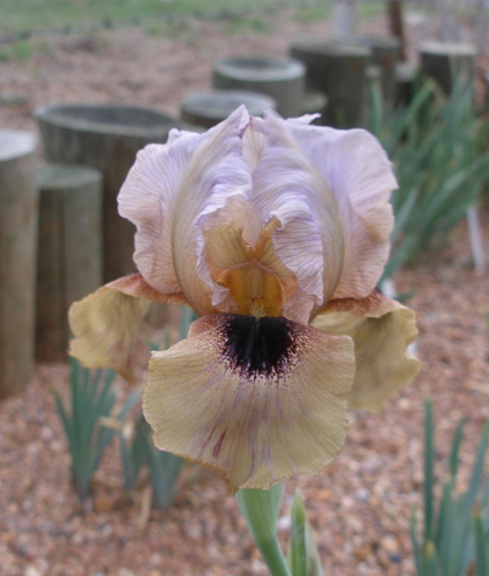 Arilbred Iris (Iris 'Solar Wind') in the Irises Database - Garden.org