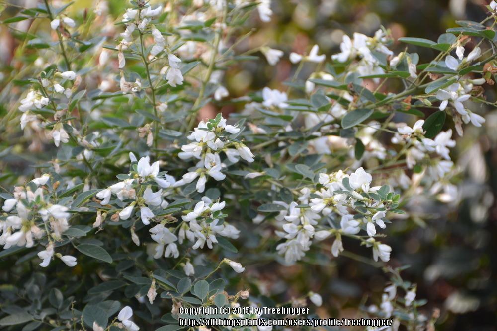 Thunberg's Bushclover (Lespedeza thunbergii var. thunbergii 'Albiflora ...