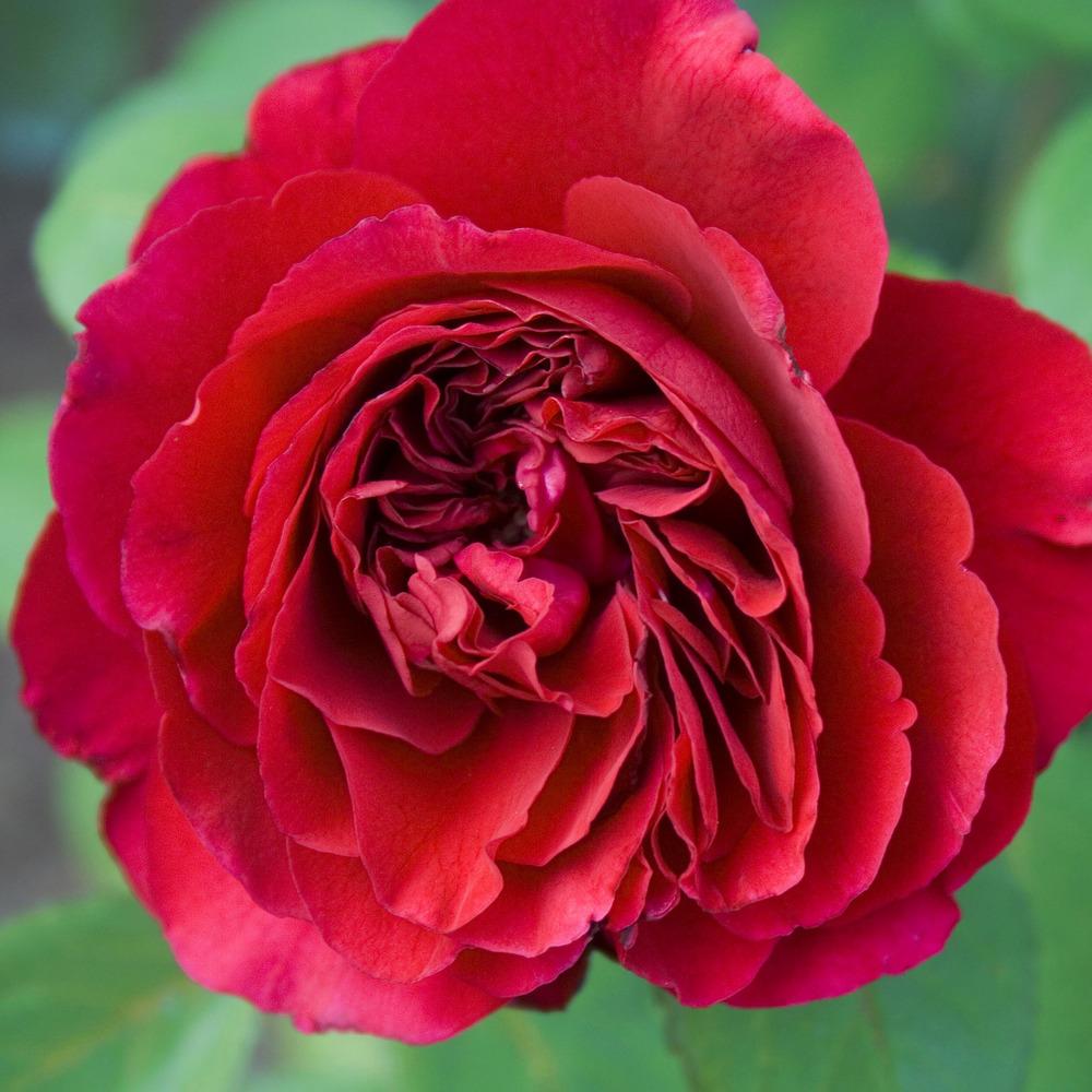 Rose (Rosa 'Nadia Renaissance') in the Roses Database - Garden.org