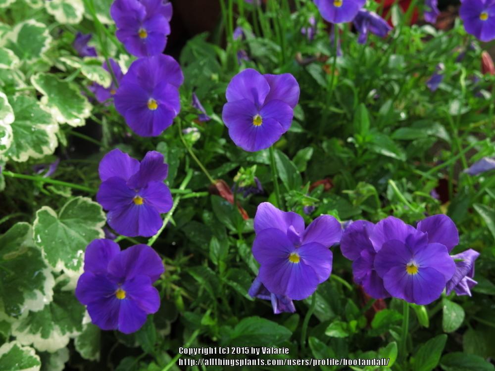 Johnny-Jump-Up Viola (Viola 'Maggie Mott') in the Violas Database ...