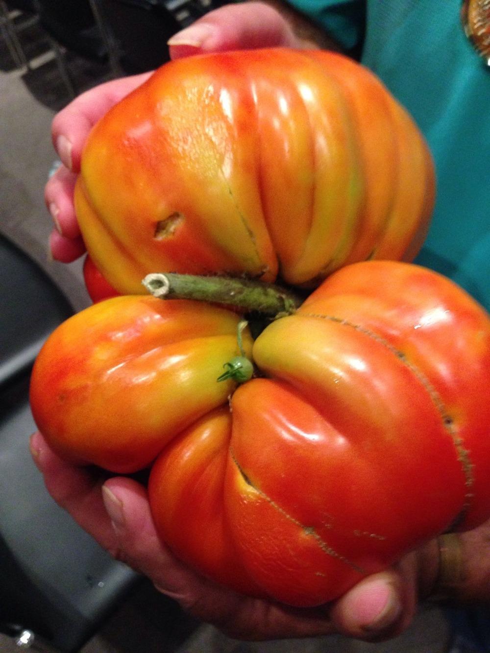 Tomato (Solanum lycopersicum 'Big Zac') in the Tomatoes Database ...