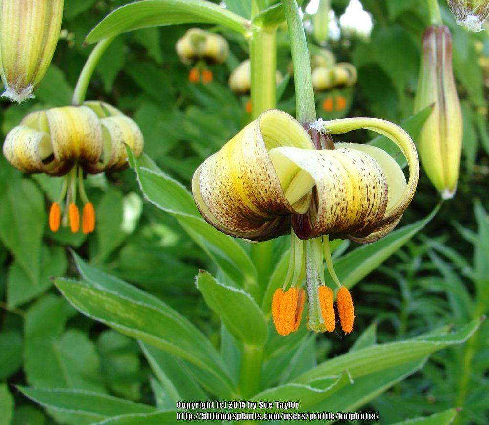 Lily (Lilium ciliatum) in the Lilies Database - Garden.org