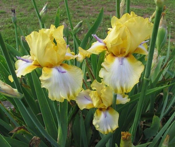 Photo of the bloom of Tall Bearded Iris (Iris 'Triple Whammy') posted ...