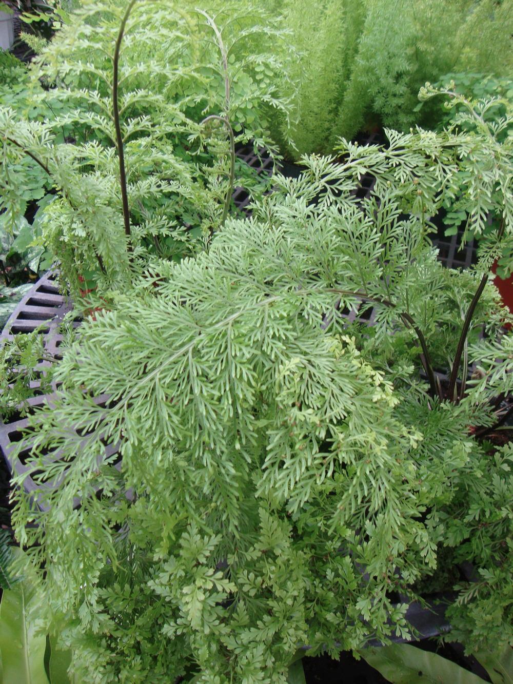 Photo of the leaves of Mother Shield Fern (Polystichum proliferum ...