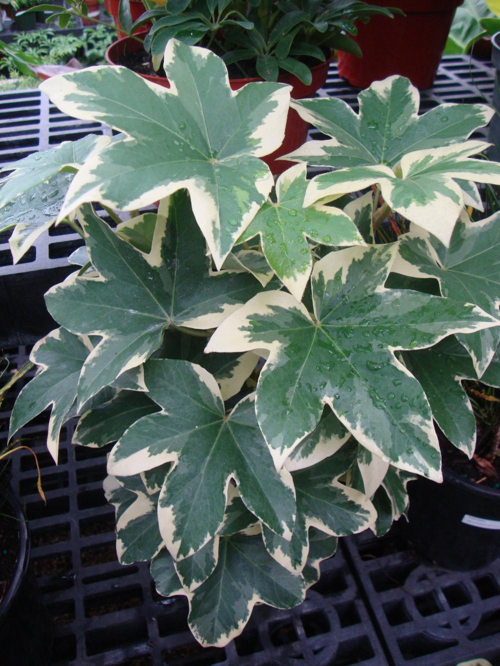 Photo of the leaves of Tree Ivy (XFatshedera lizei 'Angyo Star') posted ...