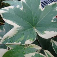 Photo of the leaves of Tree Ivy (XFatshedera lizei 'Angyo Star') posted ...