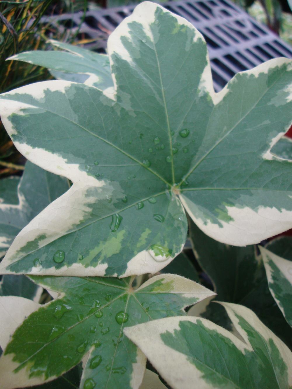 Photo of the leaves of Tree Ivy (XFatshedera lizei 'Angyo Star') posted ...