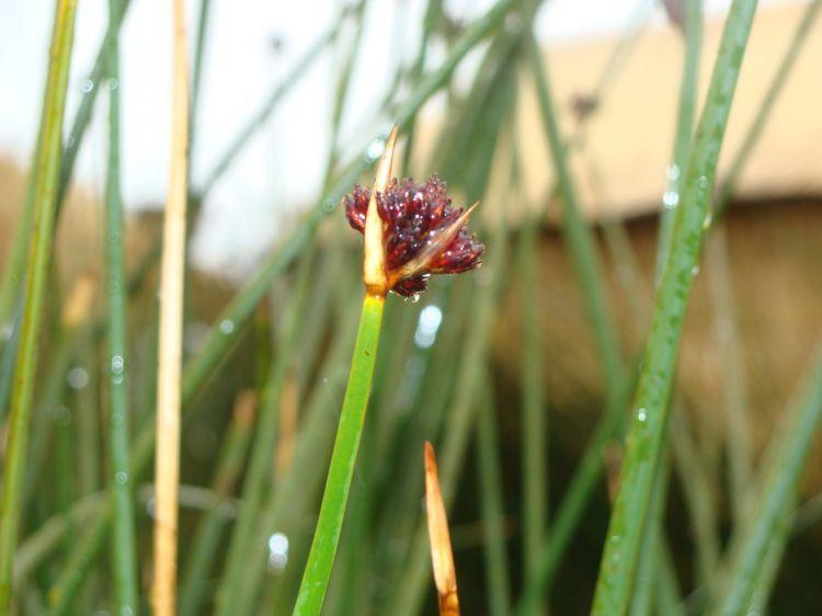 Photo of the bloom of California bulrush (Schoenoplectus californicus ...