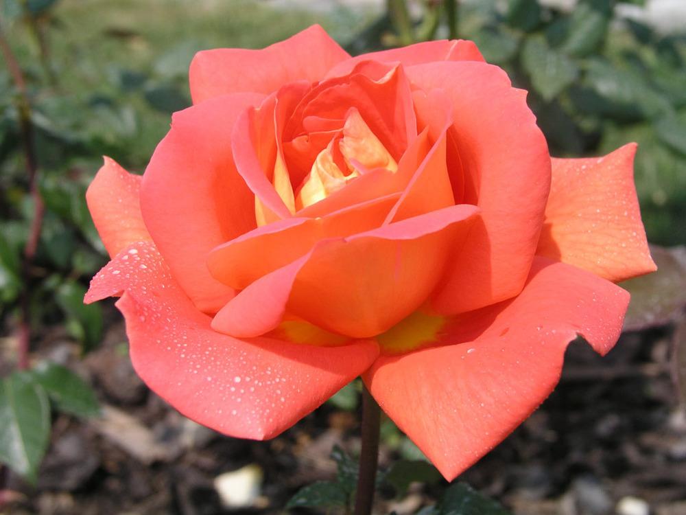 Rose (Rosa 'Lidice') in the Roses Database - Garden.org