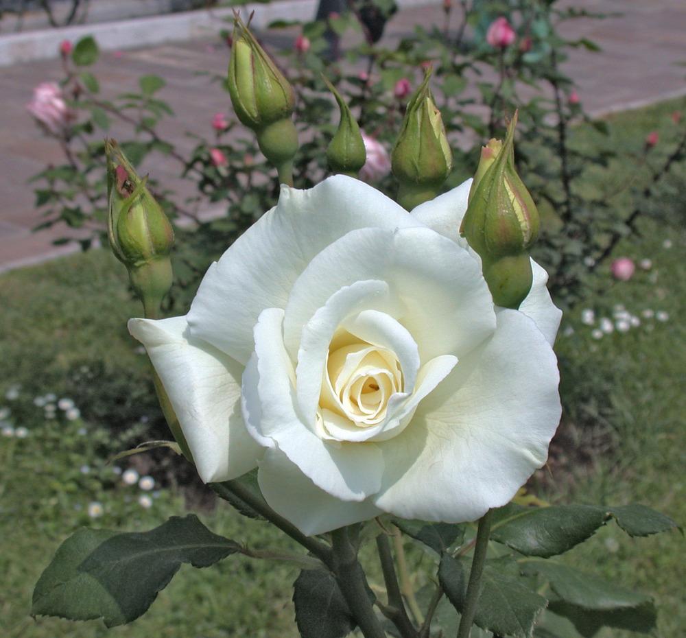 Photo of the closeup of buds, sepals and receptacles of Rose (Rosa ...