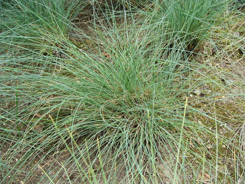 Sheep Fescue (Festuca filiformis) - Garden.org