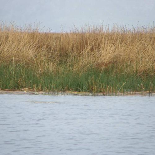 California bulrush (Schoenoplectus californicus) - Garden.org