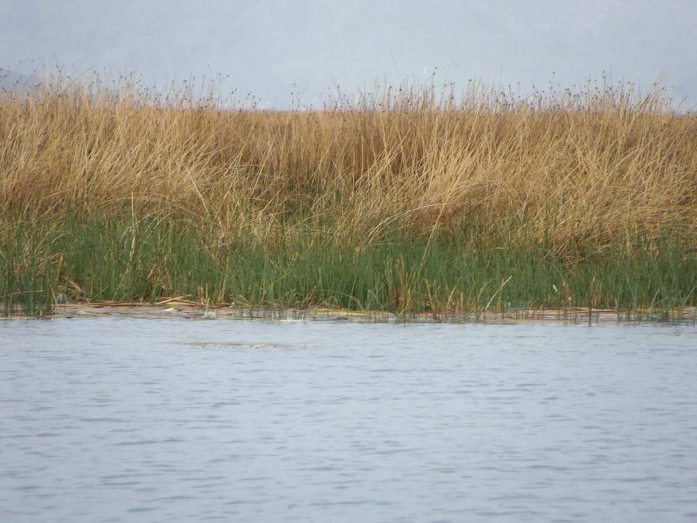 California bulrush (Schoenoplectus californicus) - Garden.org