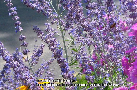 Russian Sage (Salvia 'Longin') in the Salvias Database - Garden.org