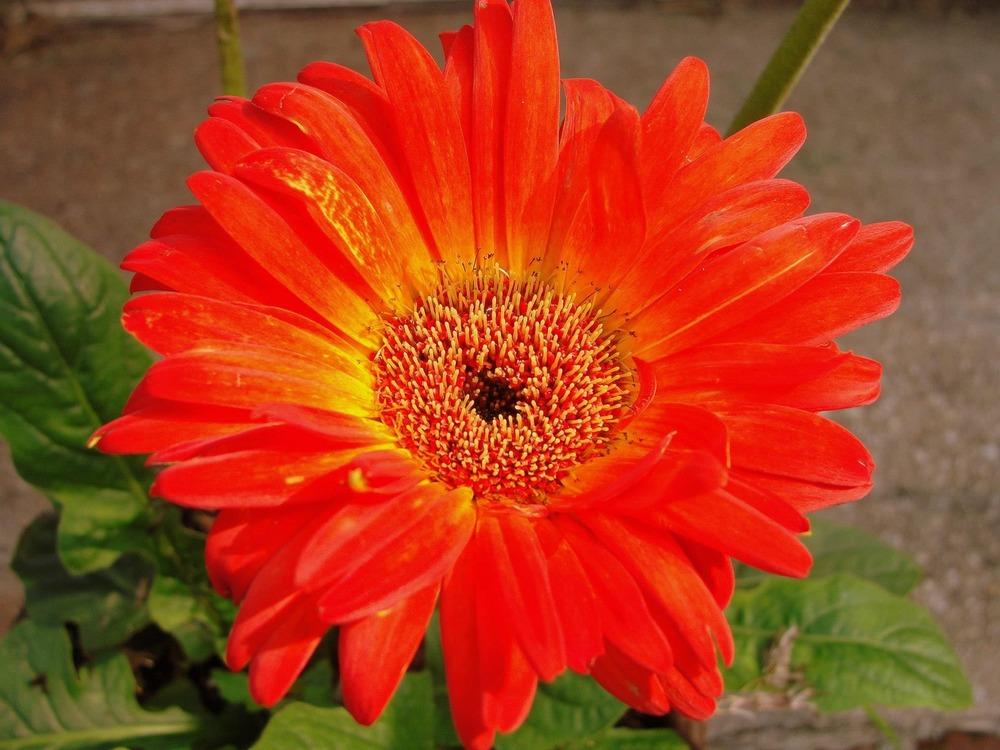 Photo of the bloom of Transvaal Daisy (Gerbera jamesonii 'Fireball ...