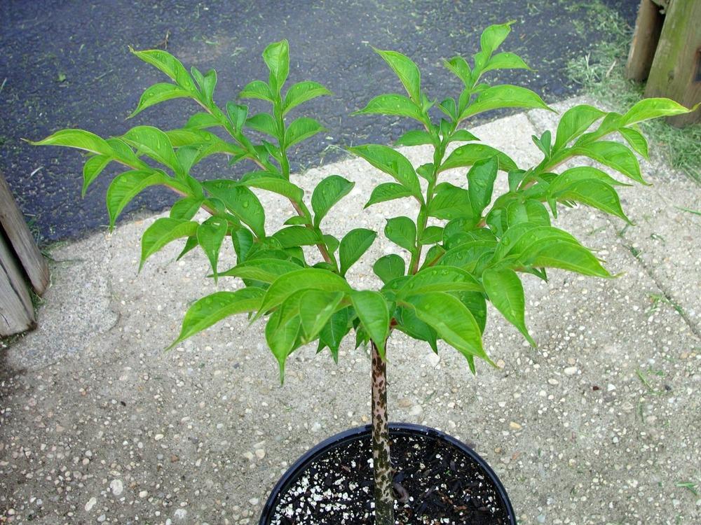 Photo of the leaves of Voodoo Lily (Amorphophallus konjac) posted by ...