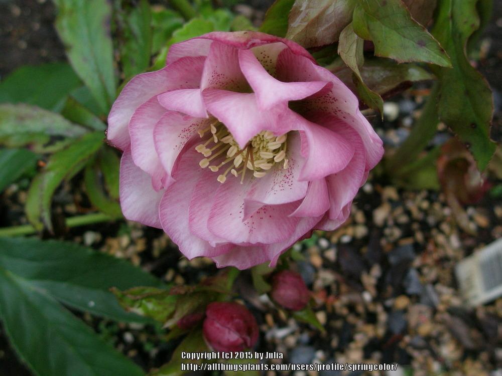 Hellebore (Helleborus x hybridus Spring Promise® Frilly Kitty) in the ...
