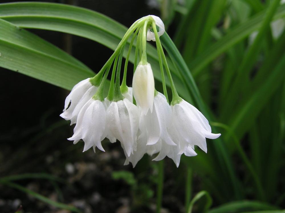 Few Flowered Leek (Allium paradoxum) - Garden.org