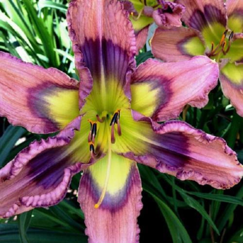 Daylily (Hemerocallis 'Jammin's Kaleidoscope Jewel') in the Daylilies Database - Garden.org