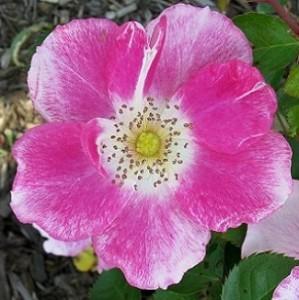 Rose (Rosa 'Raspberry Ruffles') in the Roses Database - Garden.org