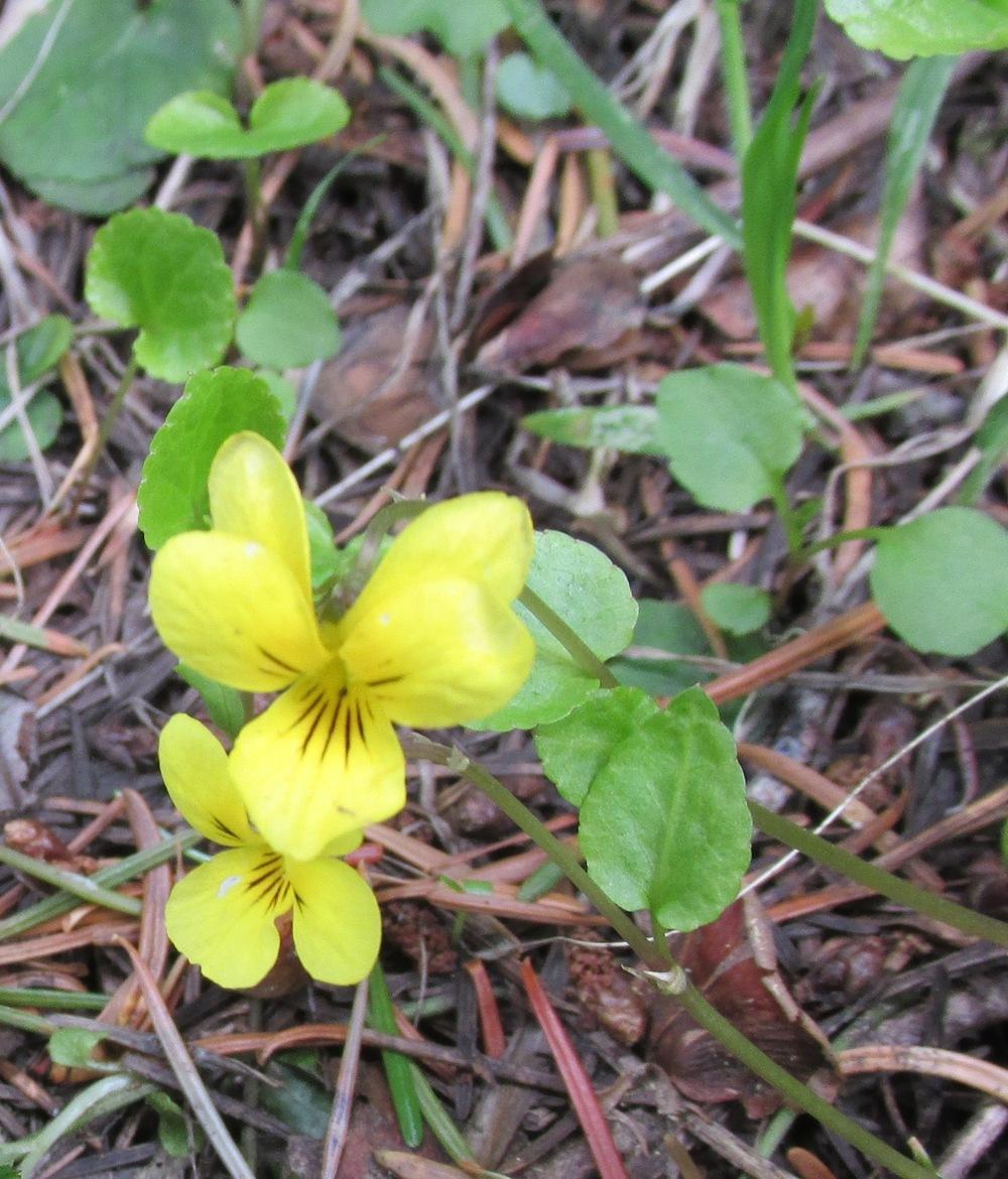 Photo of the bloom of Trailing Yellow Violet (Viola sempervirens ...