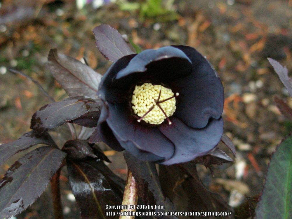 Photo of the stamens, filaments and pistils of Hellebore (Helleborus ...