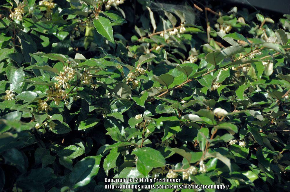 Photo of the leaves of Silverthorn (Elaeagnus pungens 'Fruitlandii ...