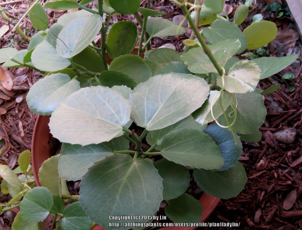 Coccoloba or Cissus? in Photo of Peruvian Grape Ivy (Cissus ...