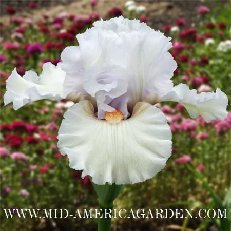 Photo of the bloom of Tall Bearded Iris (Iris 'Polar Mist') posted by ...