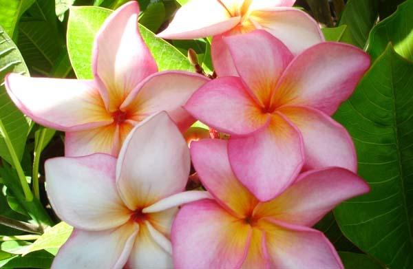 Plumeria (Plumeria rubra 'Sally Moragne') in the Plumerias Database ...