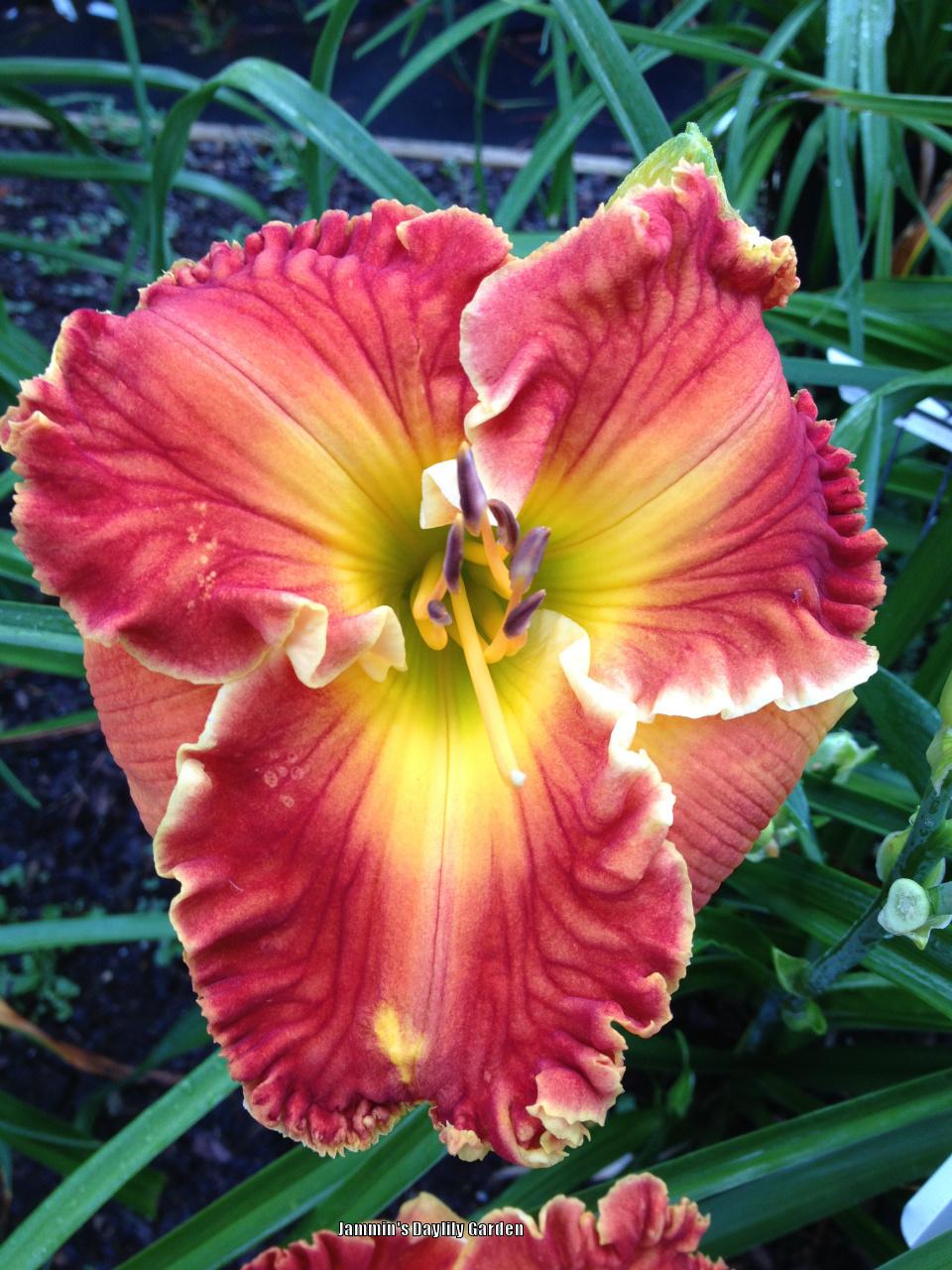 Daylily (Hemerocallis 'Sycamore Sunset') in the Daylilies Database ...