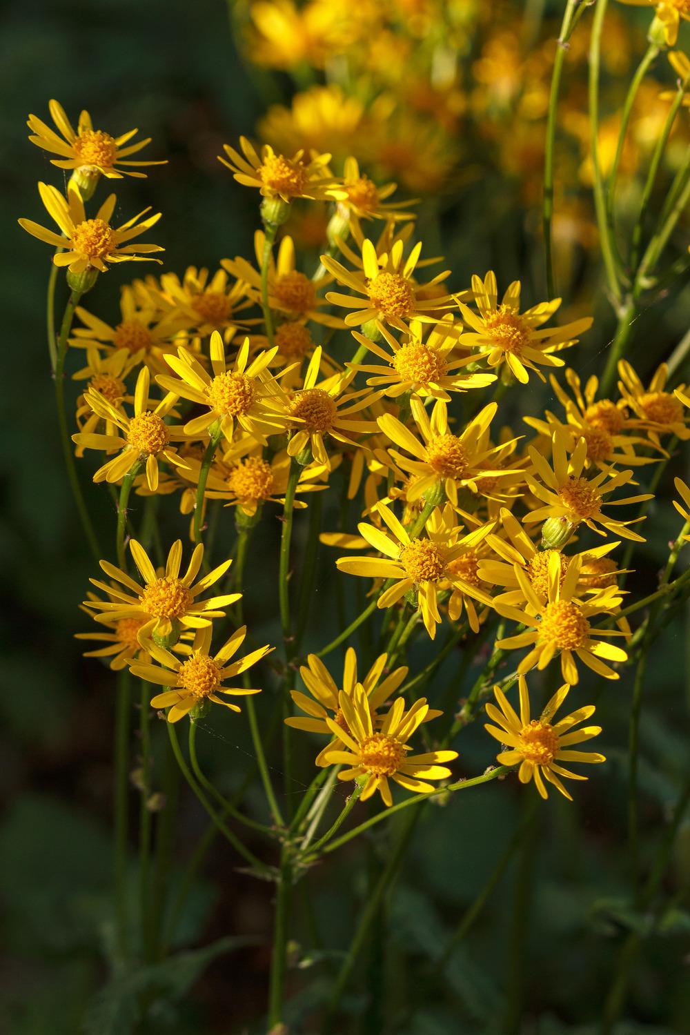 Photo of the bloom of Golden Ragwort (Packera aurea) posted by admin ...