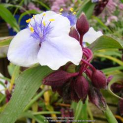 Tradescantia (Andersoniana Group) (Tradescantia 'Merlot Clusters') in ...