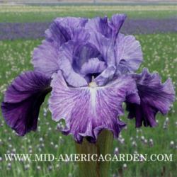 Tall Bearded Iris (Iris 'Psychic') in the Irises Database - Garden.org