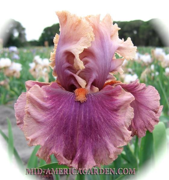 Photo of the bloom of Tall Bearded Iris (Iris 'Pretty Witch') posted by ...