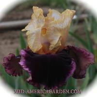 Photo of the bloom of Tall Bearded Iris (Iris 'Raspberry Swirl') posted ...