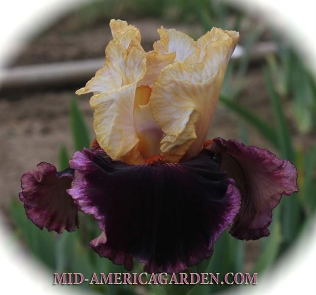 Photo of the bloom of Tall Bearded Iris (Iris 'Raspberry Swirl') posted ...