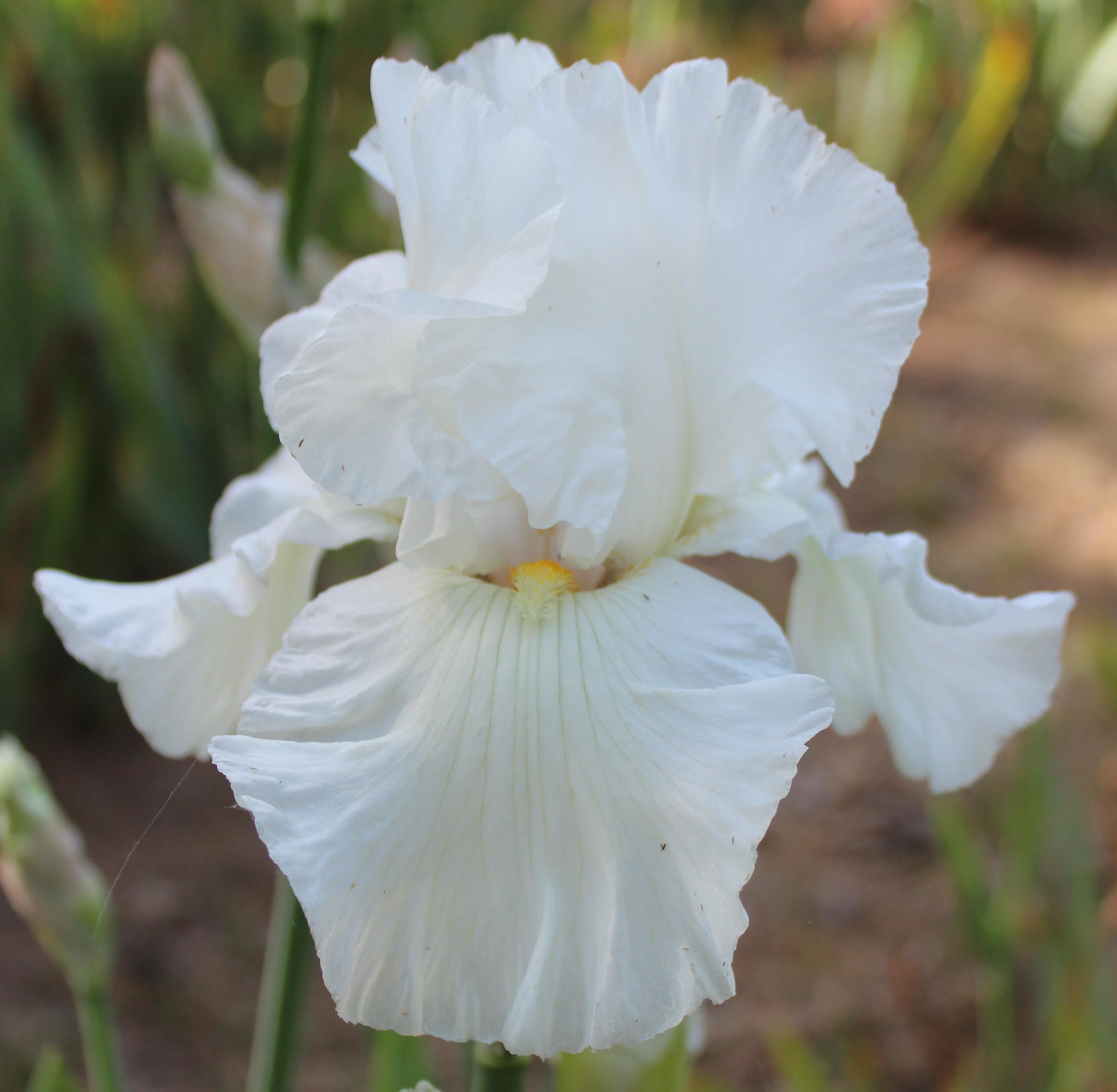 Tall Bearded Iris (Iris 'Alabama Bound') in the Irises Database ...
