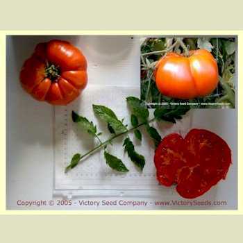 Tomato (Solanum lycopersicum 'Improved Colossal Red') in the Tomatoes ...