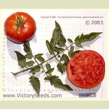 Tomato (Solanum lycopersicum 'Louisiana Red') in the Tomatoes Database ...